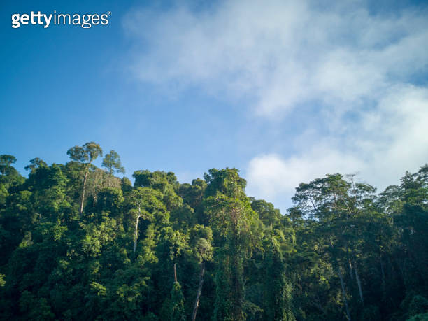 Majestic and stunning landscape image of Tropical Rainforest in Sabah ...