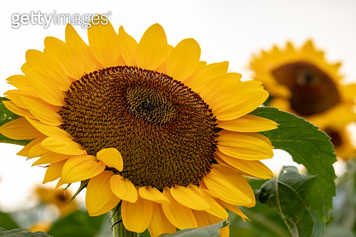 Sunflower at Sakura Furusato Square in Sakura city, Chiba, Japan ...