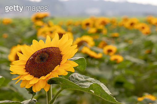 Sunflower at Sakura Furusato Square in Sakura city, Chiba, Japan ...