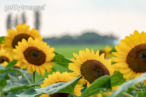 Sunflower at Sakura Furusato Square in Sakura city, Chiba, Japan ...