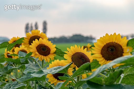 Sunflower at Sakura Furusato Square in Sakura city, Chiba, Japan ...