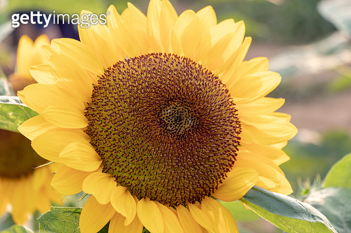 Sunflower at Sakura Furusato Square in Sakura city, Chiba, Japan ...