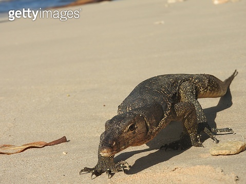 Waran am Strand bei Khao Lak 이미지 (902152446) - 게티이미지뱅크