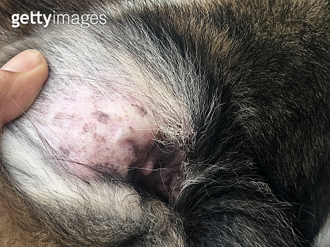 Closeup the dig ear problem form the Melassesia Dermatitis,show the ...