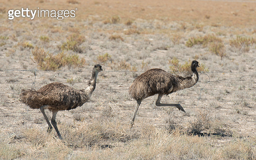 Emus running in outback Queensland (1041424808) - 게티이미지뱅크