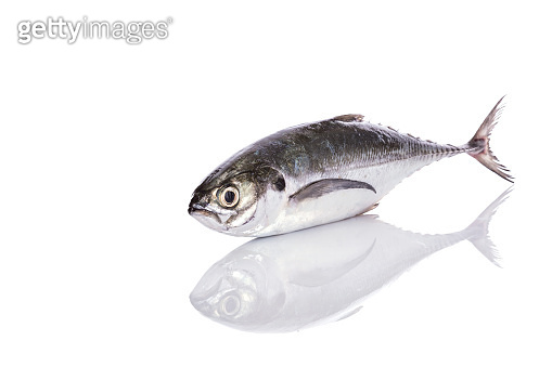 Fresh fish (torpedo scad). Studio shot isolated on white 이미지 (918515636 ...