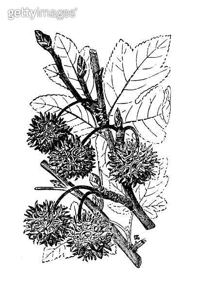 Styrax benzoin is a species of tree native to Sumatra in Indonesia, gum ...