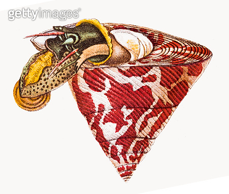 Tectus niloticus, common name the commercial top shell, is a species of ...