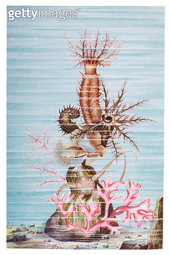 Sea Cucumber (Synapta Maculata) also known as Tripang, Synaptid Sea ...
