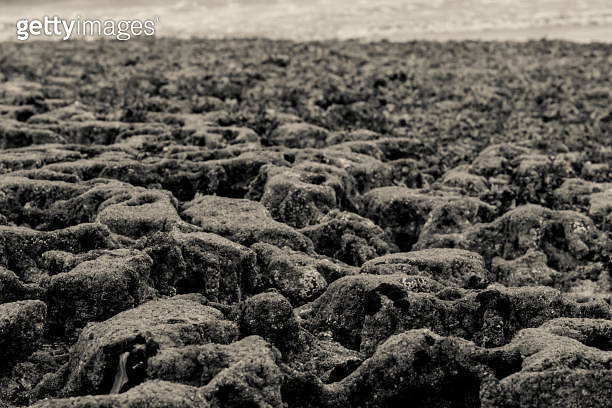 Weathered pitted limestone, encrusted with barnacles 이미지 (1021871286 ...