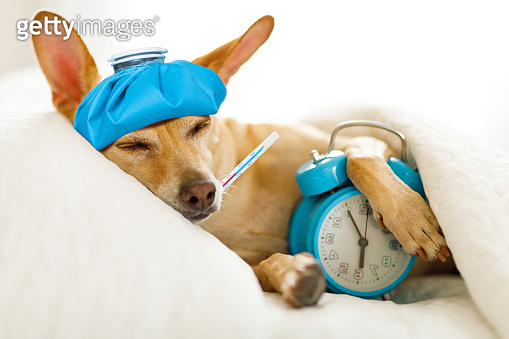 dog sick or ill in bed 이미지 (1044361786) - 게티이미지뱅크