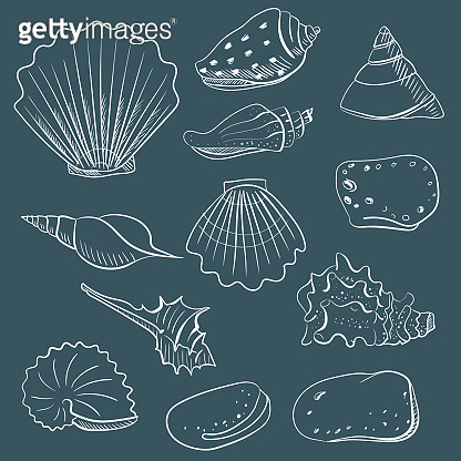 Shell vector set for design in sea beach style. Line, contour exotic ...