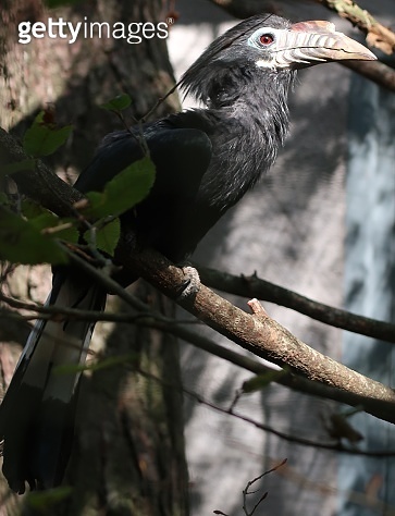 Visayan hornbill (Penelopides panini) (968929352) - 게티이미지뱅크