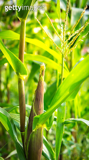 Corn in cornfield garden. It organic farming agriculture for safety ...