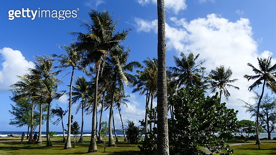 Tropical trees in Guam Islands 이미지 (1002002900) - 게티이미지뱅크