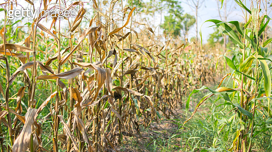 Corn in cornfield garden. It organic farming agriculture for safety ...