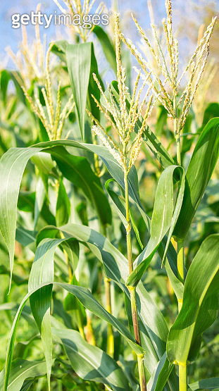Corn in cornfield garden. It organic farming agriculture for safety ...