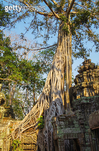 Temple Ta Prohm. Tree growing out of the ruins. Strangler fig (Ficus ...