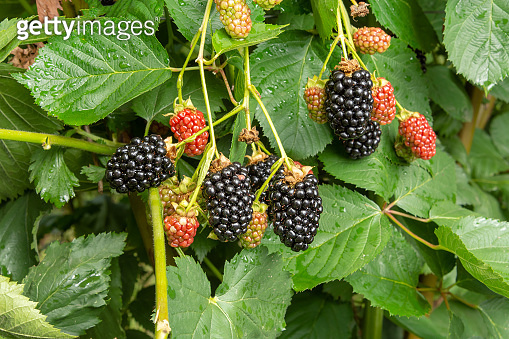 bramble berry bush with black ripe berries closeup. The concept of ...