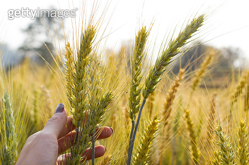 Woman hand caressing some ears of barley wheat yellow rice field in ...