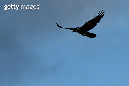 Raven in flight 이미지 (917914378) - 게티이미지뱅크