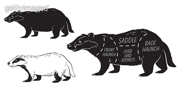 Cut of badger set. Poster Butcher diagram - desert-ship. Vintage ...