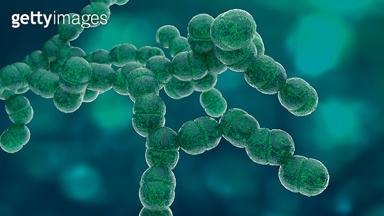 diplococcus bacteria 3d illustration (1061065358) 일러스트, 무료 일러스트 - 게티이미지뱅크