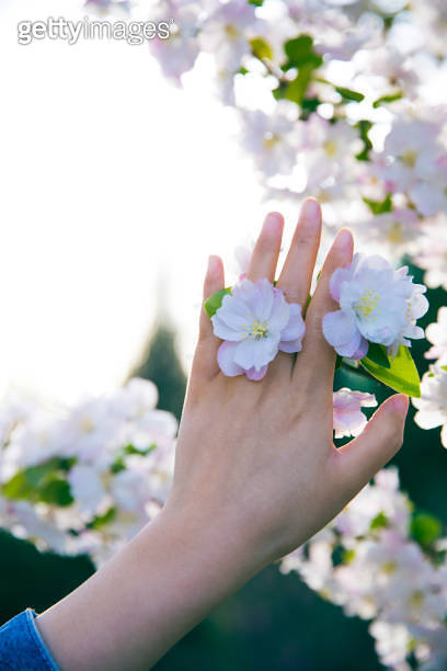 Woman hand touching flowers 이미지 (947102136) - 게티이미지뱅크