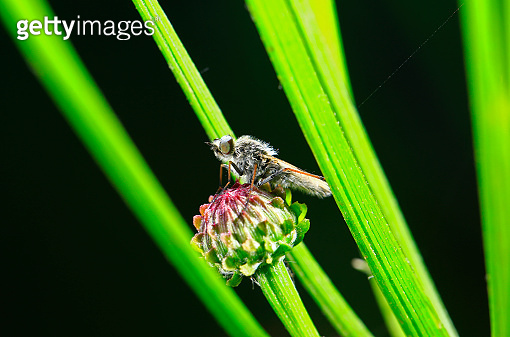 The gadfly, taken in the wild 이미지 (1077517482) - 게티이미지뱅크