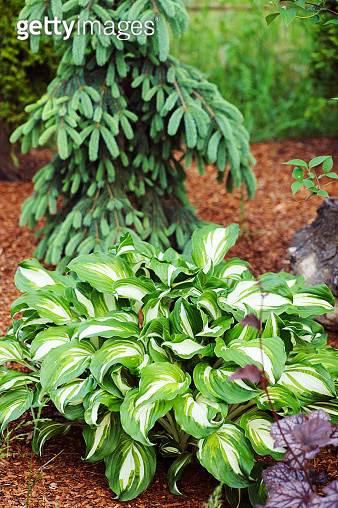 Picea (Spruce) Glauca Pendula planted in mixed border with hosta. Rare ...