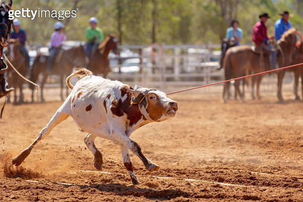Team Calf Roping Event At An Australian Country Rodeo (1014637446) - 게티 ...