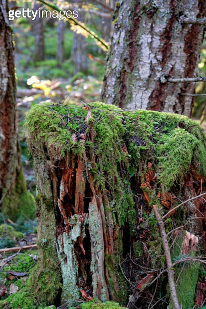 Close Up of Cedar Tree and Moss in West Coast Old Growth Forest ...