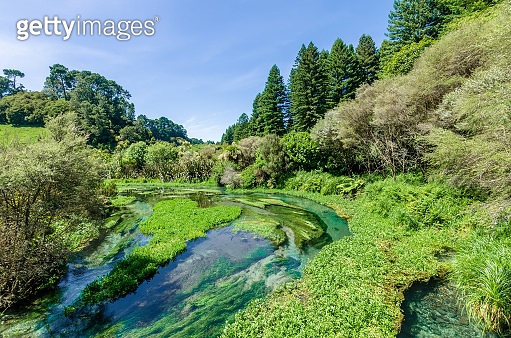 Blue Spring which is located at Te Waihou Walkway,Hamilton New Zealand ...