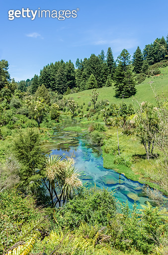 Blue Spring which is located at Te Waihou Walkway,Hamilton New Zealand ...