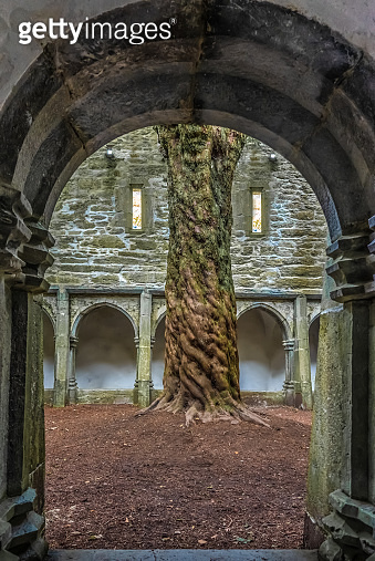 Striking old yew tree in the central courtyard of the ruins of the ...