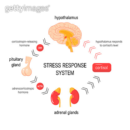 Stress response system. Vector endocrine medical diagram (1068972440 ...
