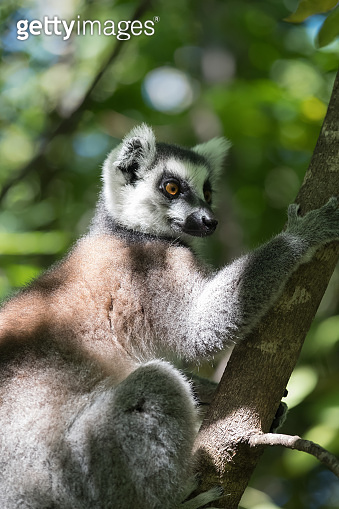 Ring-tailed lemur (Maki), Anja Community Reserve, at the base a large ...