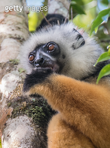 Sifaka, a large lemur which jumps from tree to tree in an upright ...