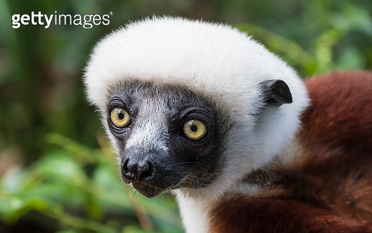 Sifaka, a large lemur which jumps from tree to tree in an upright ...