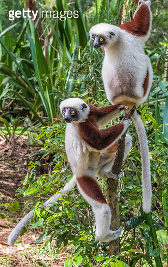 Sifaka, a large lemur which jumps from tree to tree in an upright ...
