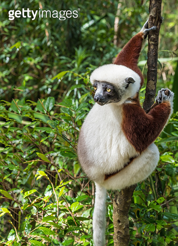 Sifaka, a large lemur which jumps from tree to tree in an upright ...