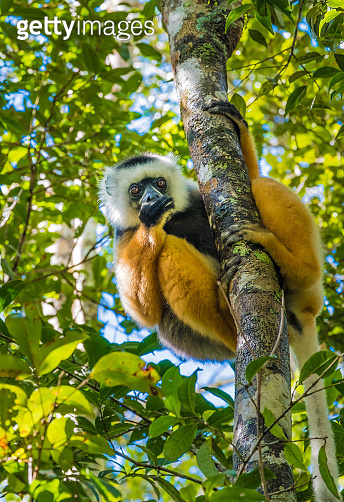Sifaka, a large lemur which jumps from tree to tree in an upright ...