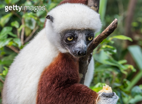 Sifaka, a large lemur which jumps from tree to tree in an upright ...