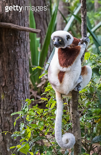 Sifaka, a large lemur which jumps from tree to tree in an upright ...