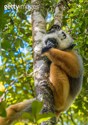 Sifaka, a large lemur which jumps from tree to tree in an upright ...