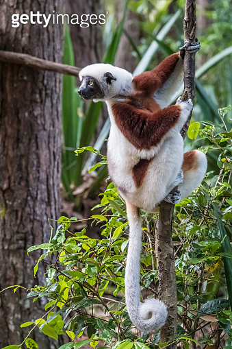 Sifaka, a large lemur which jumps from tree to tree in an upright ...