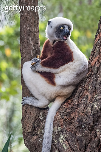 Sifaka, a large lemur which jumps from tree to tree in an upright ...