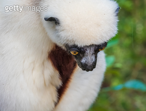 Sifaka, a large lemur which jumps from tree to tree in an upright ...