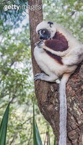 Sifaka, a large lemur which jumps from tree to tree in an upright ...
