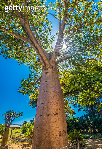 Baobab tree in Ihosy in the Ihorombe Region of central south Madagascar ...